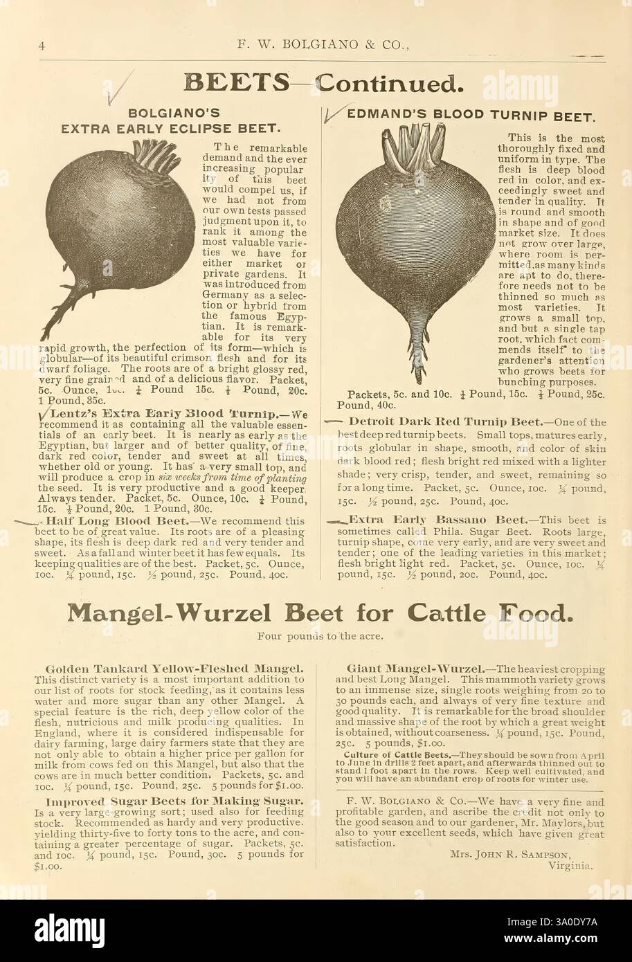 Extra early eclipse beet hi-res stock photography and images - Alamy