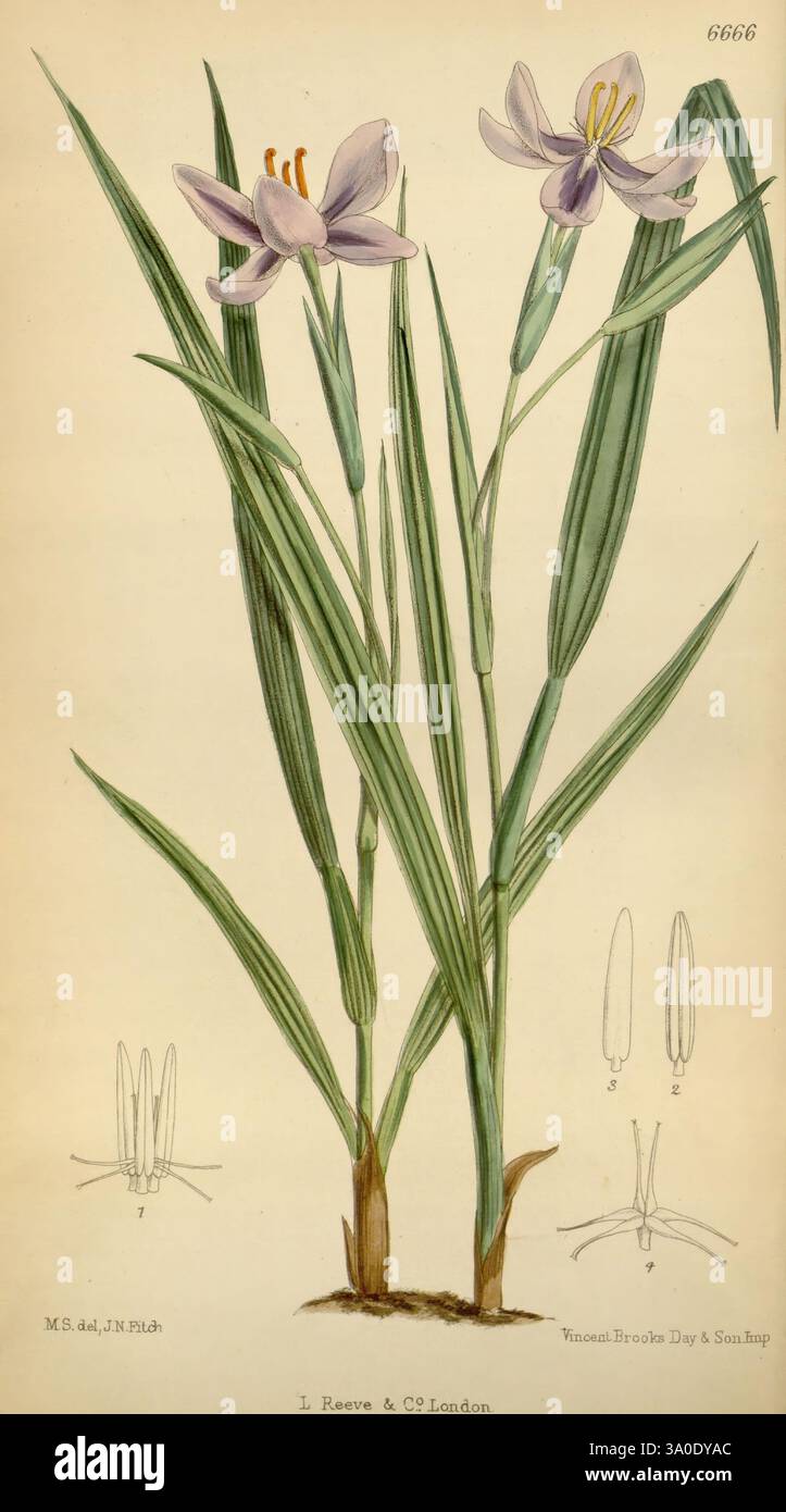 Displaying three prominent petals hi-res stock photography and images ...