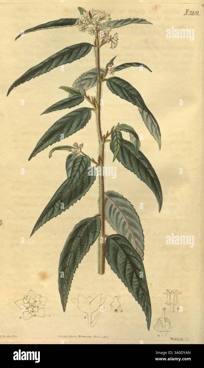 Curtis's Botanical Magazine London New York Botanical Illustration ...