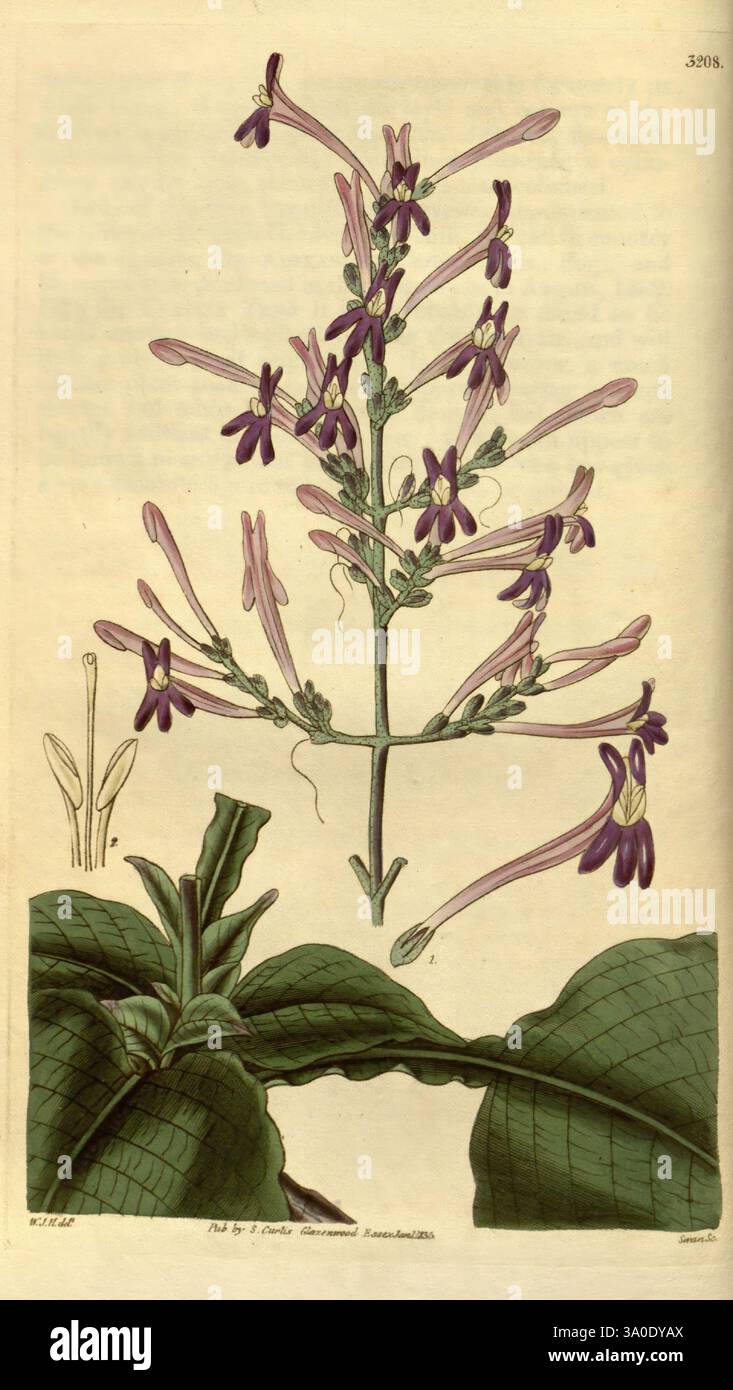 Curtis's Botanical Magazine London New York Botanical Illustration ...