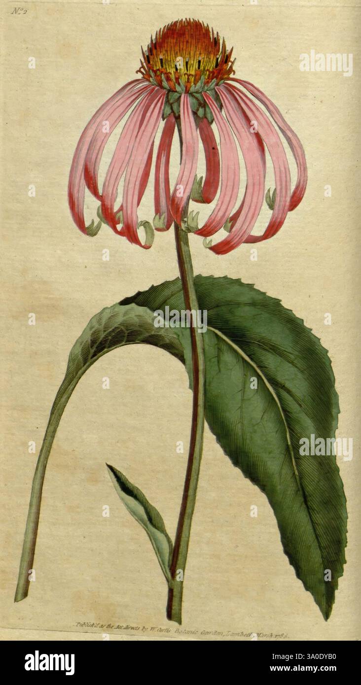 The Botanical magazine, or Flower-garden displayed, 1790-1800, botany ...