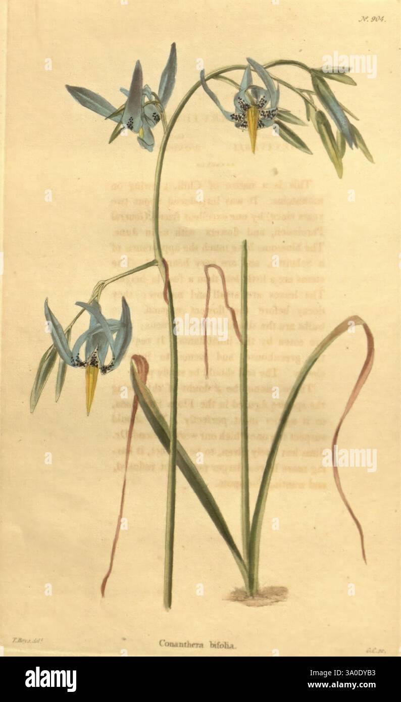 The Botanical Cabinet London, John & Arthur Arch 1817-1833, The ...
