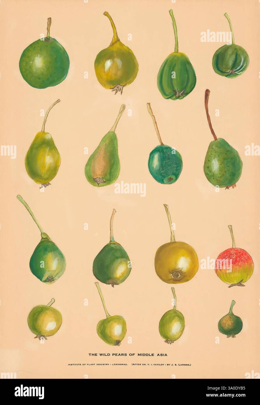 Multiple pear varieties in different shapes hi-res stock photography ...