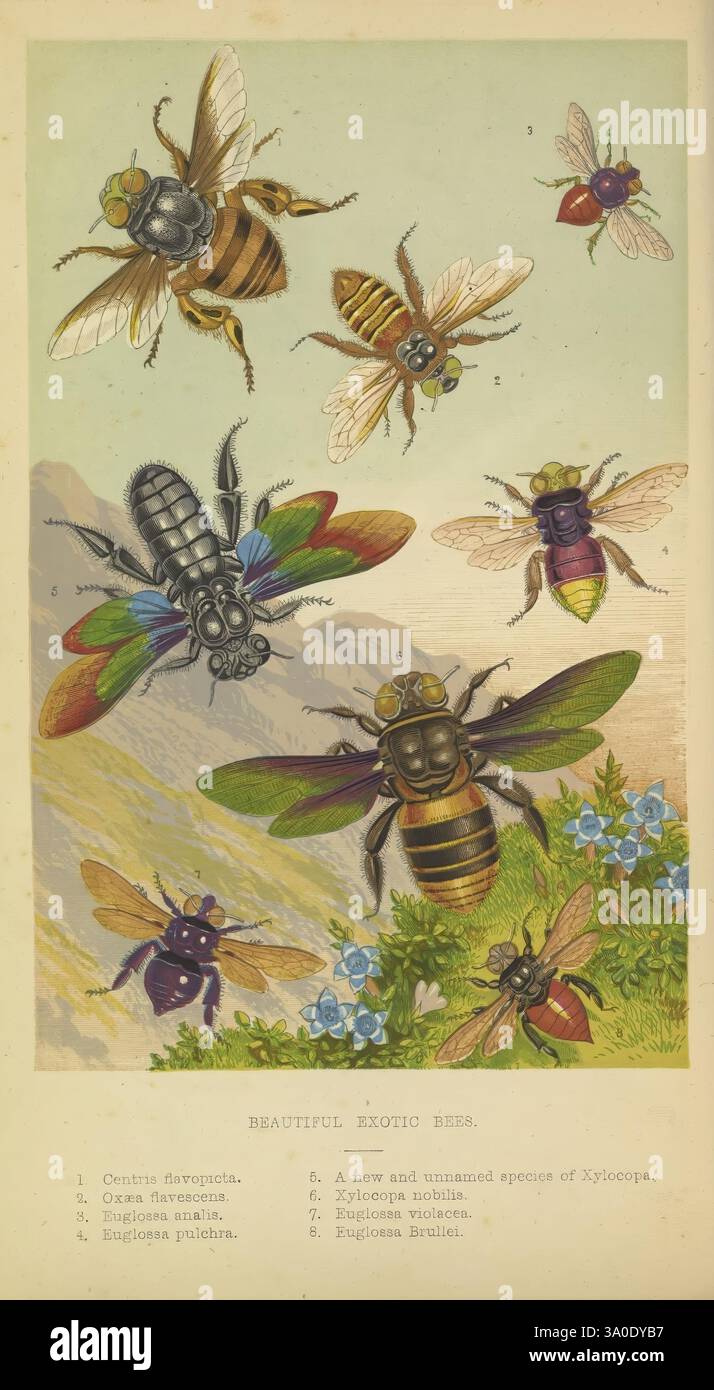 Curiosities of Entomology, 1871, Color Entomology, Gold-blocked ...