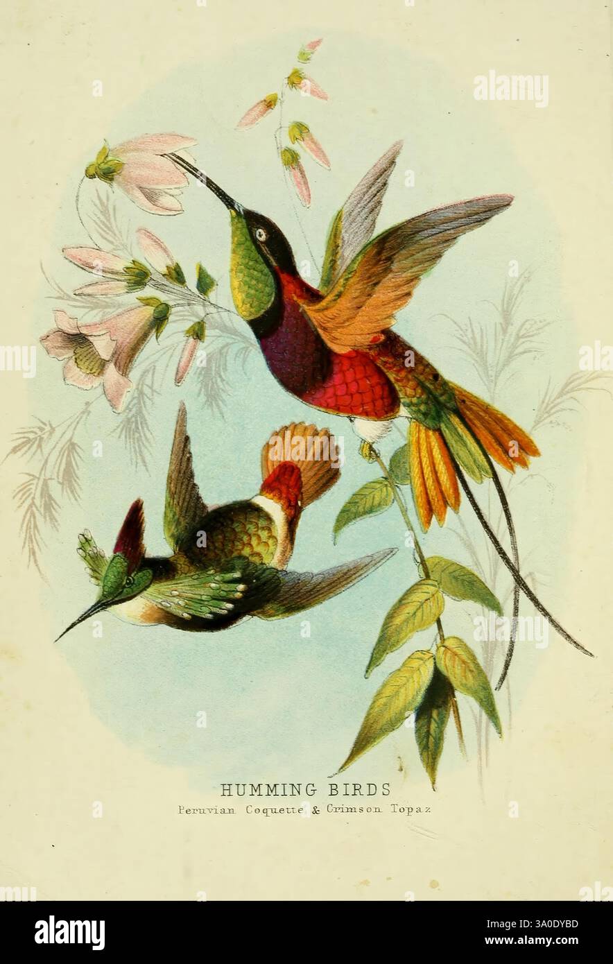 Charm of hummingbirds hi-res stock photography and images - Alamy