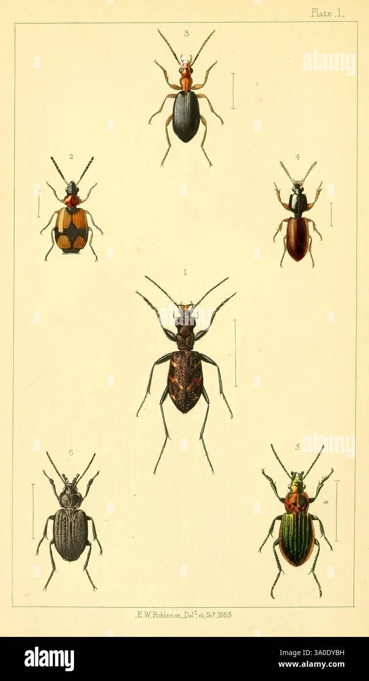 Total of six intricately detailed beetles hi-res stock photography and ...