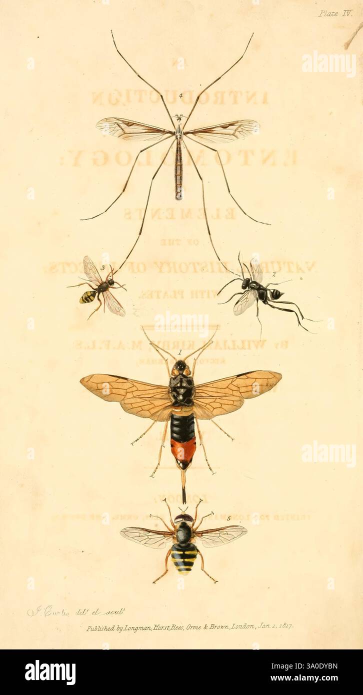 Slender mosquito displays hi-res stock photography and images - Alamy