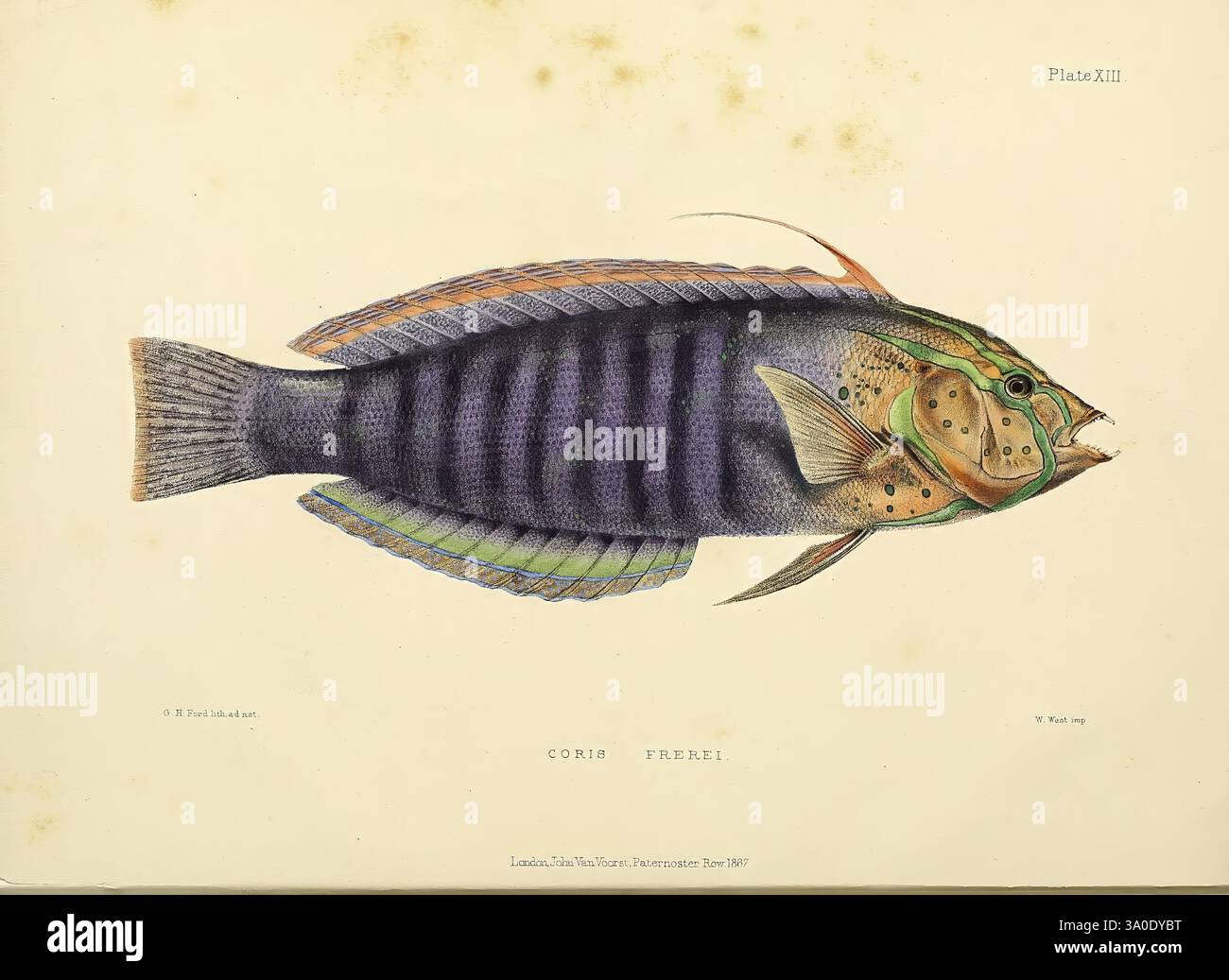 Head features detailed markings hi-res stock photography and images - Alamy