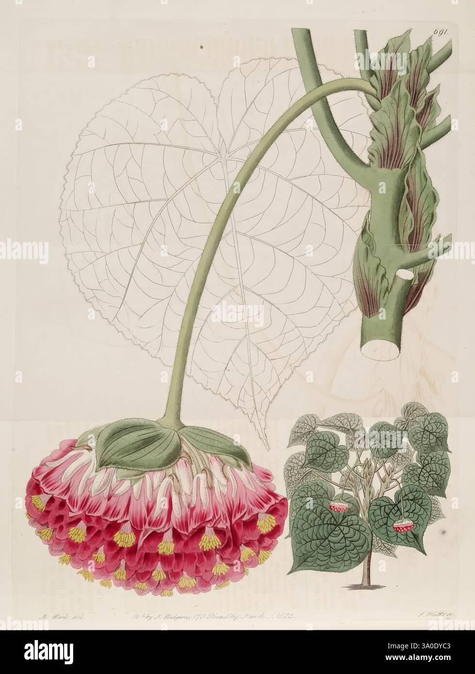 The Botanical Register, London, Printed for James Ridgway, 1815-1828 ...