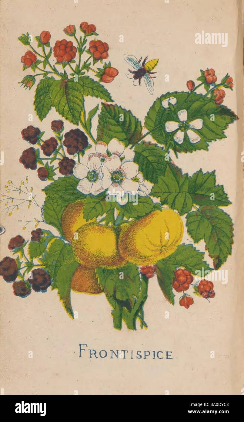 Language of flowers frontispiece hi-res stock photography and images ...