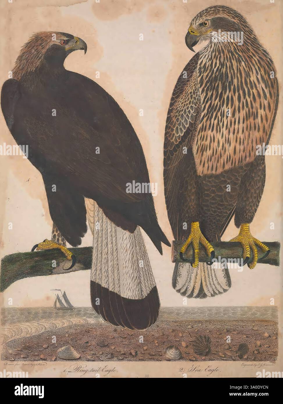 American, ornithology, or The, natural, history, of, the, birds, of ...