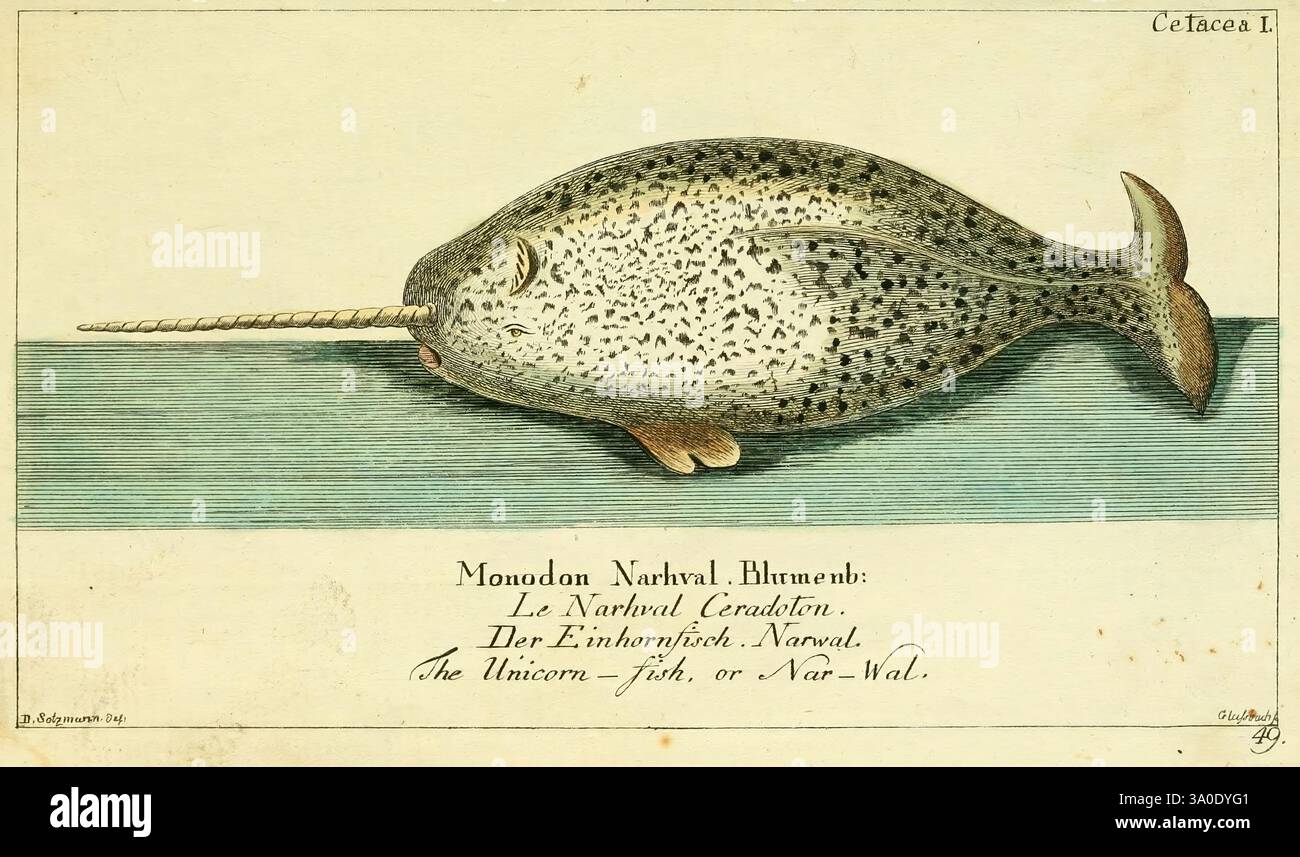 Whale whale marine biology marine mammal monodon monoceros arthr hi-res ...