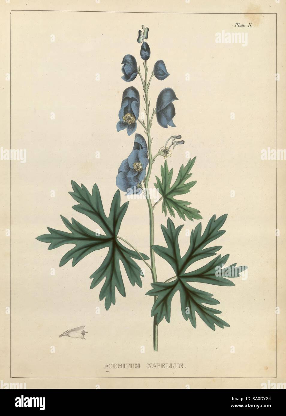 Illustrations of medical botany, Philadelphia, R.P. Smith, 1847, botany ...