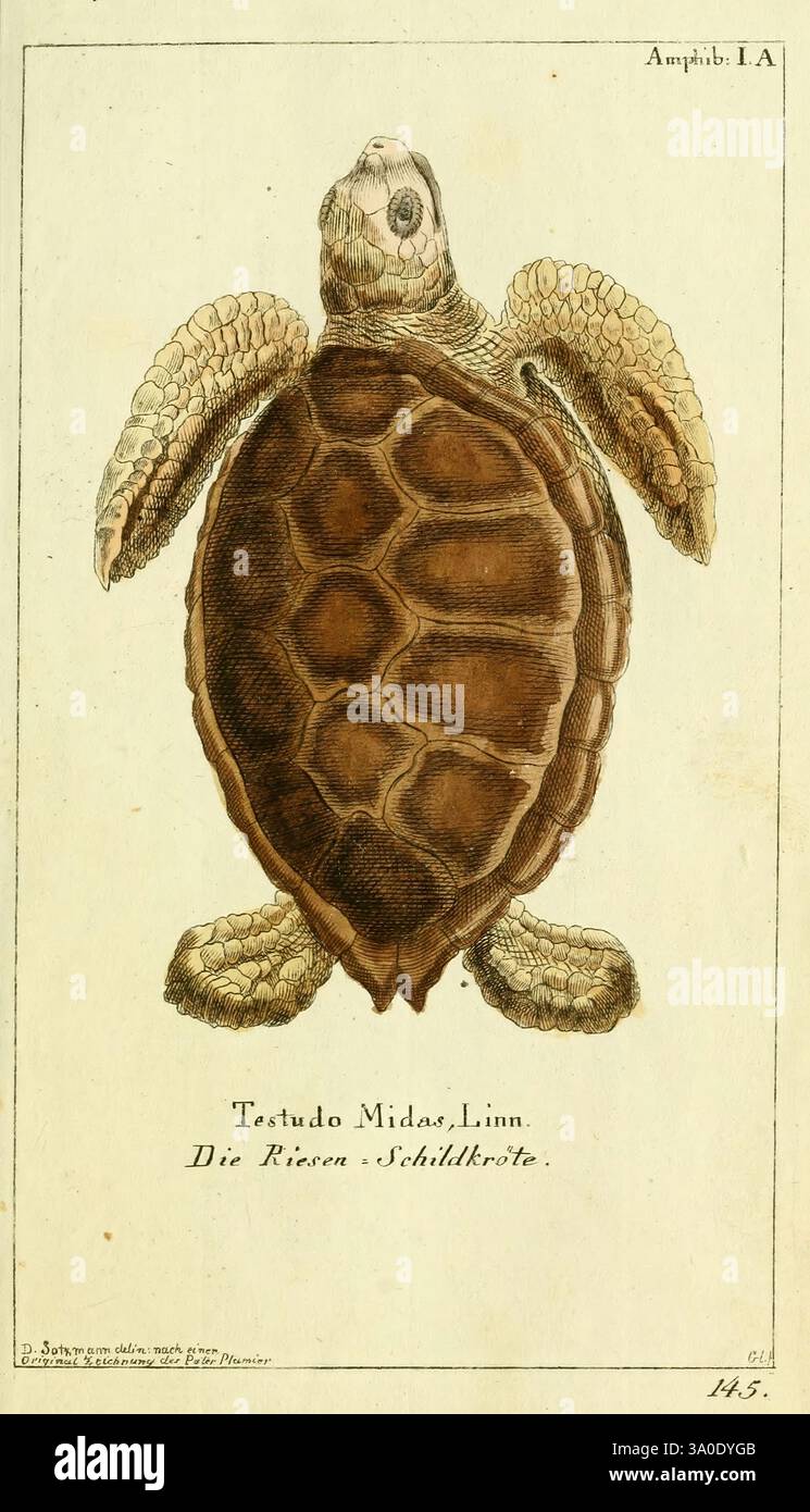 Testudo midas hi-res stock photography and images - Alamy