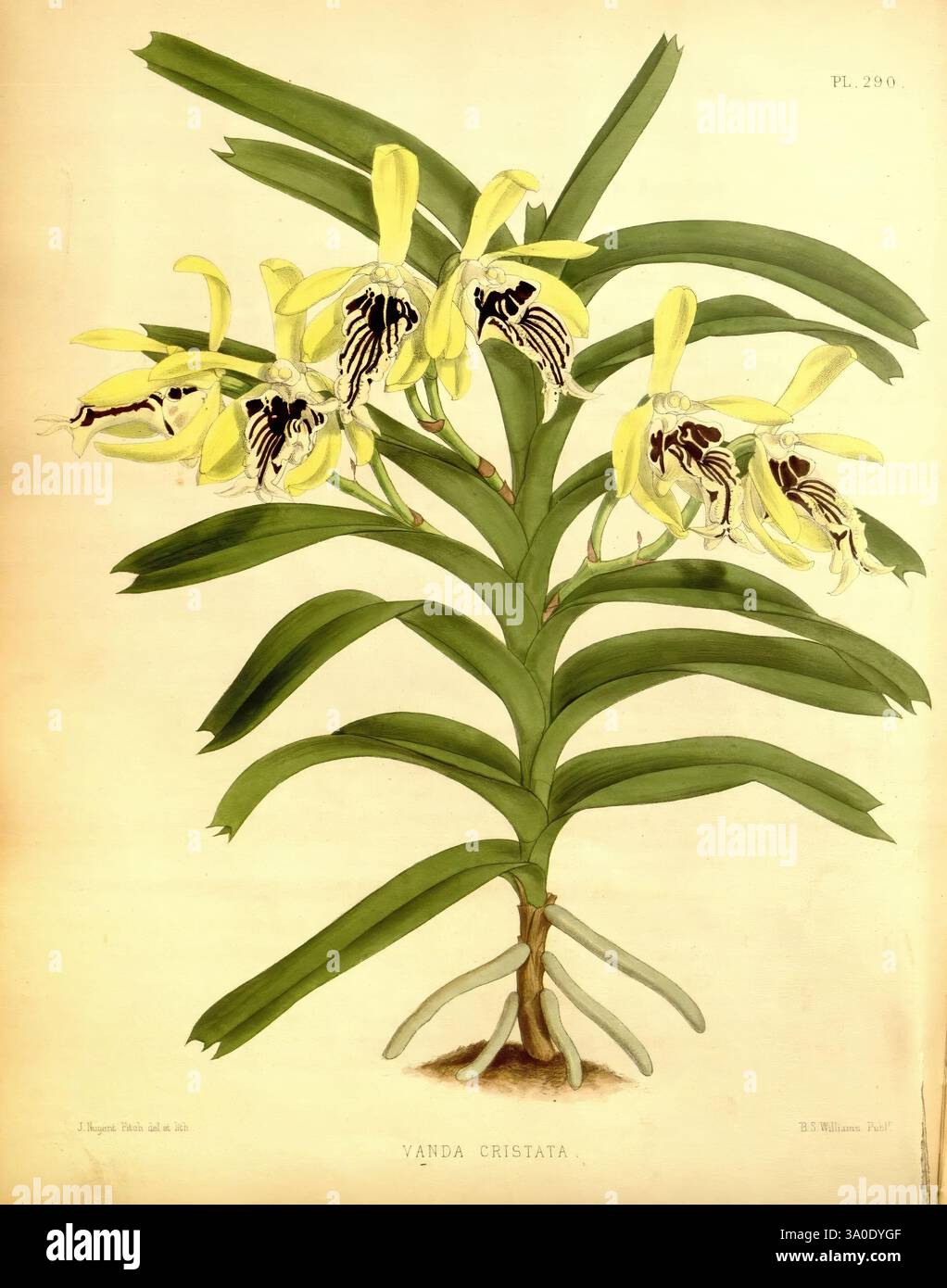 Vanda cristata orchid hi-res stock photography and images - Alamy