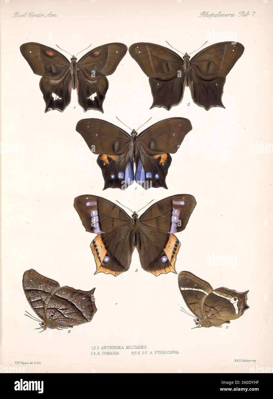 Expansive wings display hi-res stock photography and images - Alamy