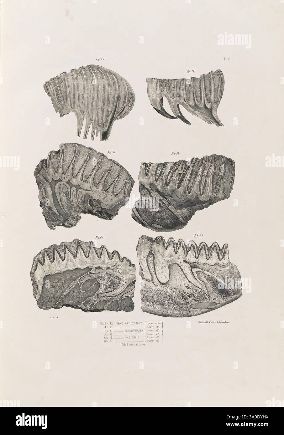 Fauna antiqua sivalensis being the fossil zoology of the Sewalik Hills ...