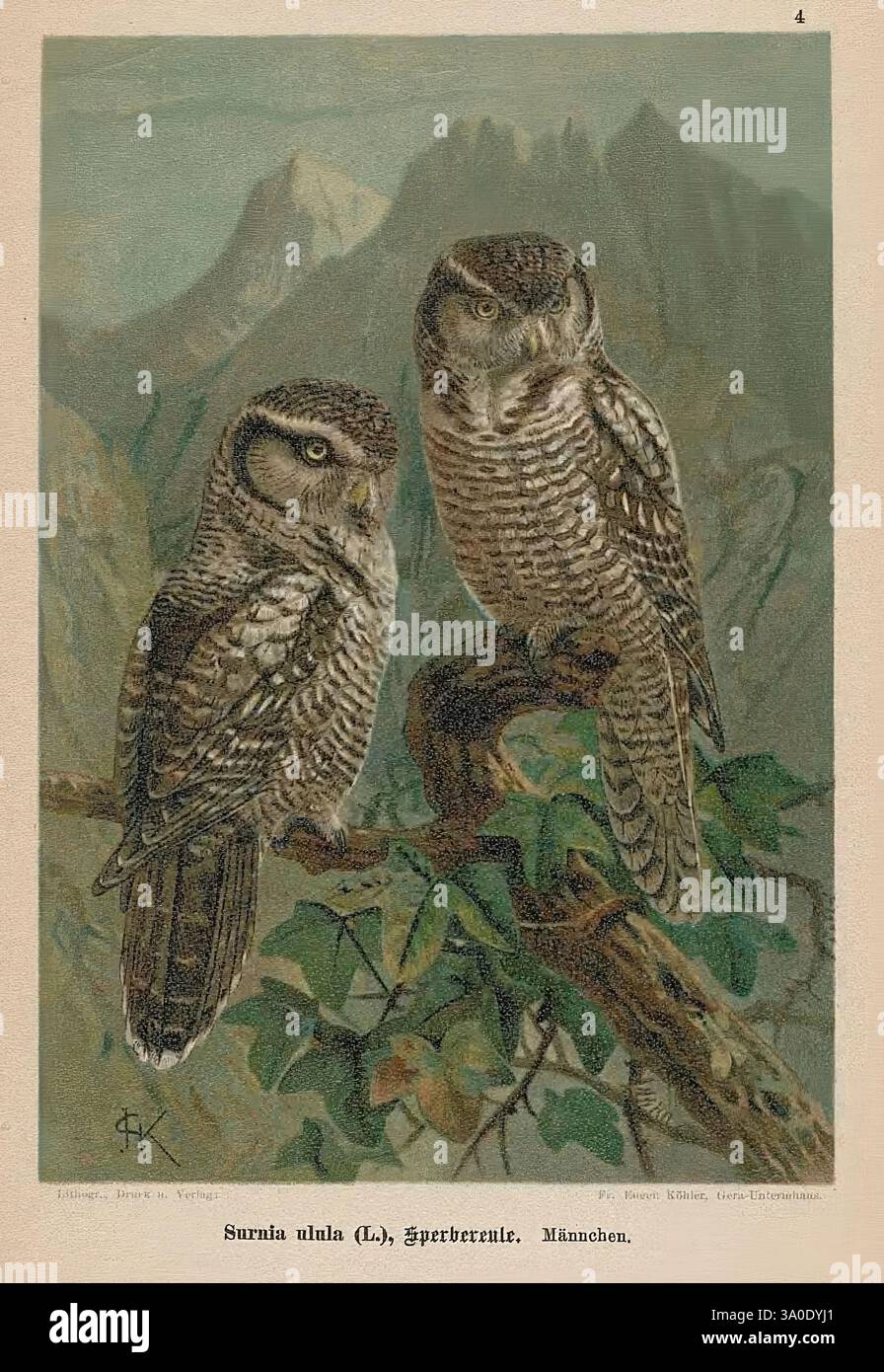 Two beautifully illustrated owls perch hi-res stock photography and ...