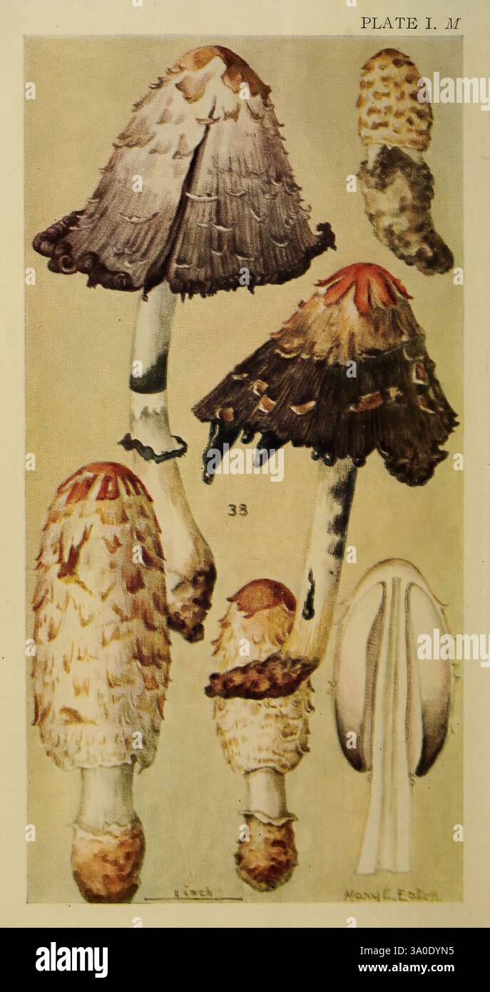 Field book of common gilled mushrooms New York, G.P. Putnam's Sons ...