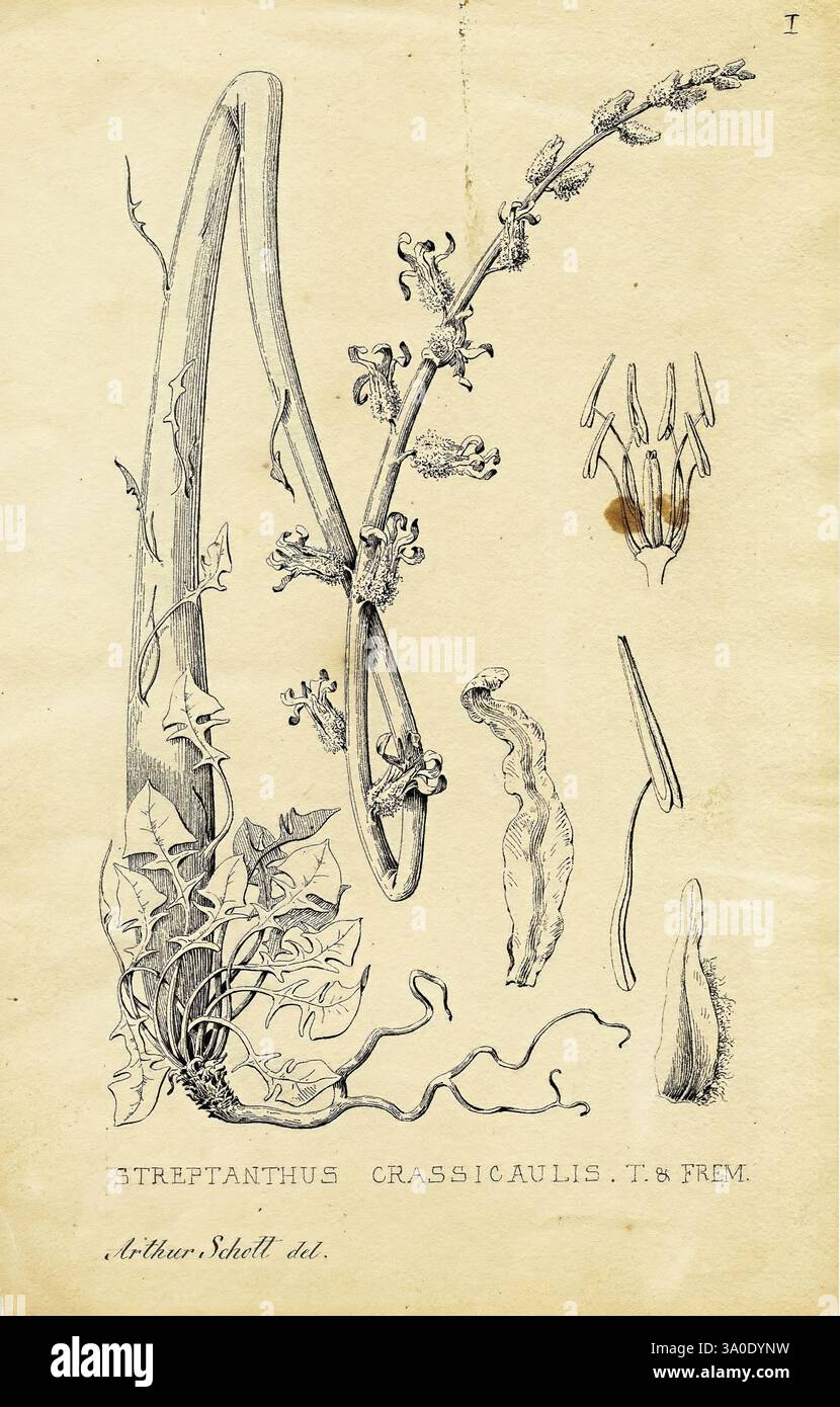 Drawings, prints associated with USPRR reports, photographs, archival ...