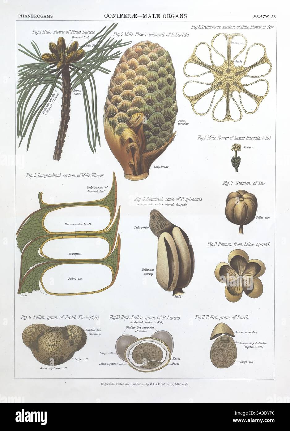Male reproductive organs of coniferous plants hi-res stock photography ...
