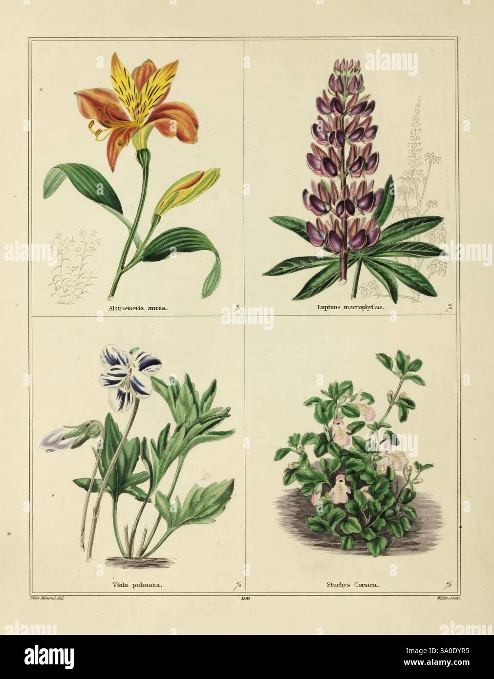 The, botanic, garden, London, Simpkin, & Marshall, 1825, botany ...