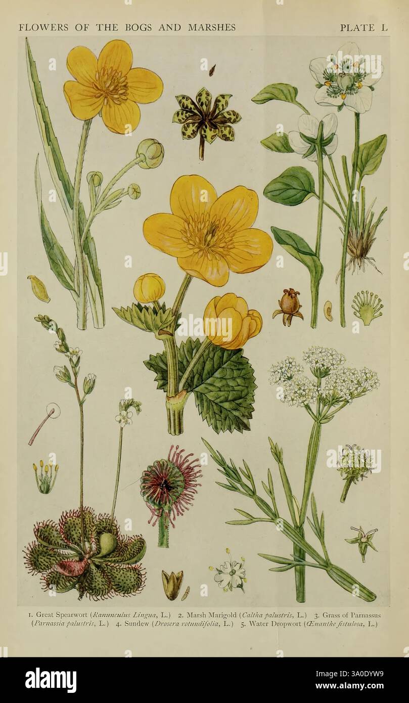 A new British flora, London, Gresham Pub. Co, 1919, floras, Great ...