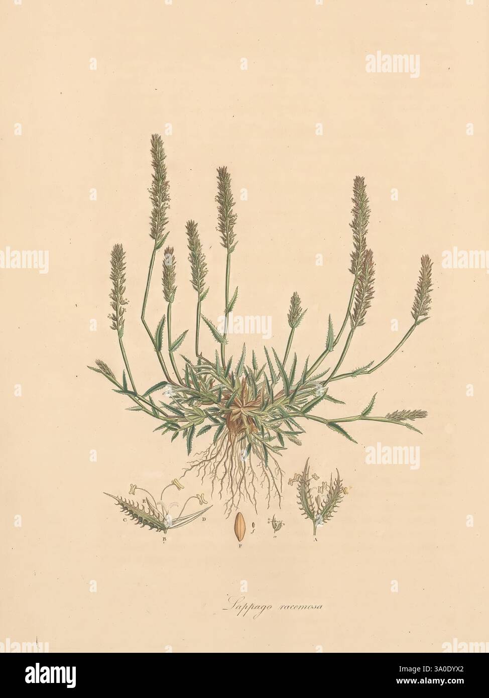 Flora Graeca, sive, Plantarum rariorum historia, quas in provinciis aut ...