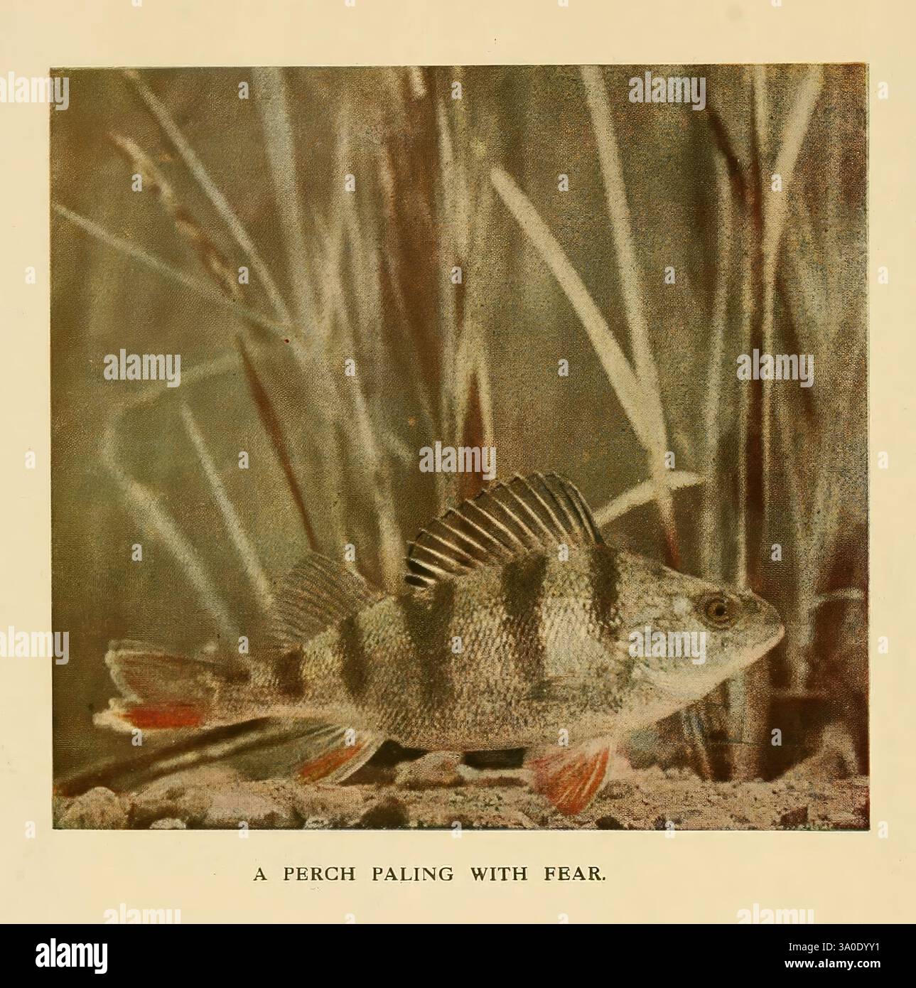Marvels of fish life as revealed by the camera 1912. fishes ...