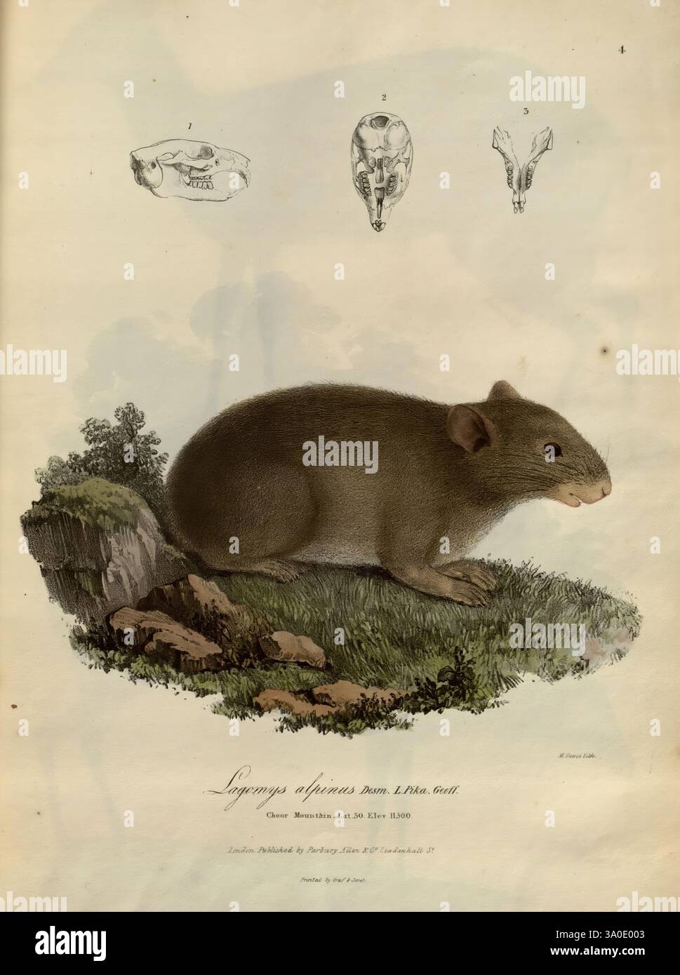 Lyngurus hi-res stock photography and images - Alamy