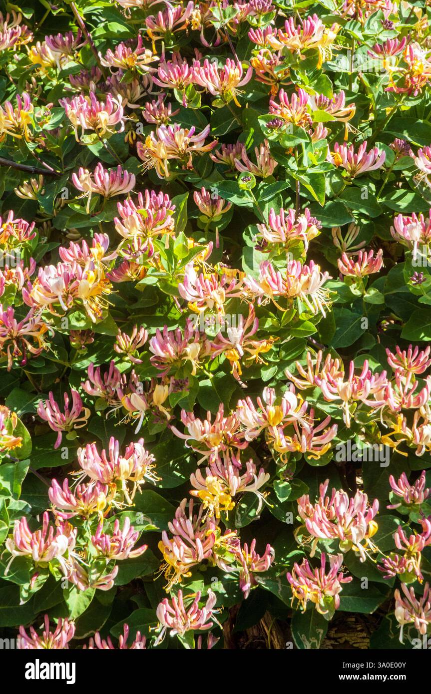 Wild Honeysuckle Lonicera periclymenum Woodbine with buds and flowers A ...