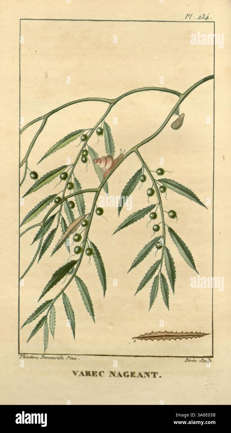 Flore médicale des Antilles, ou, Traité des plantes usuelles, Paris ...