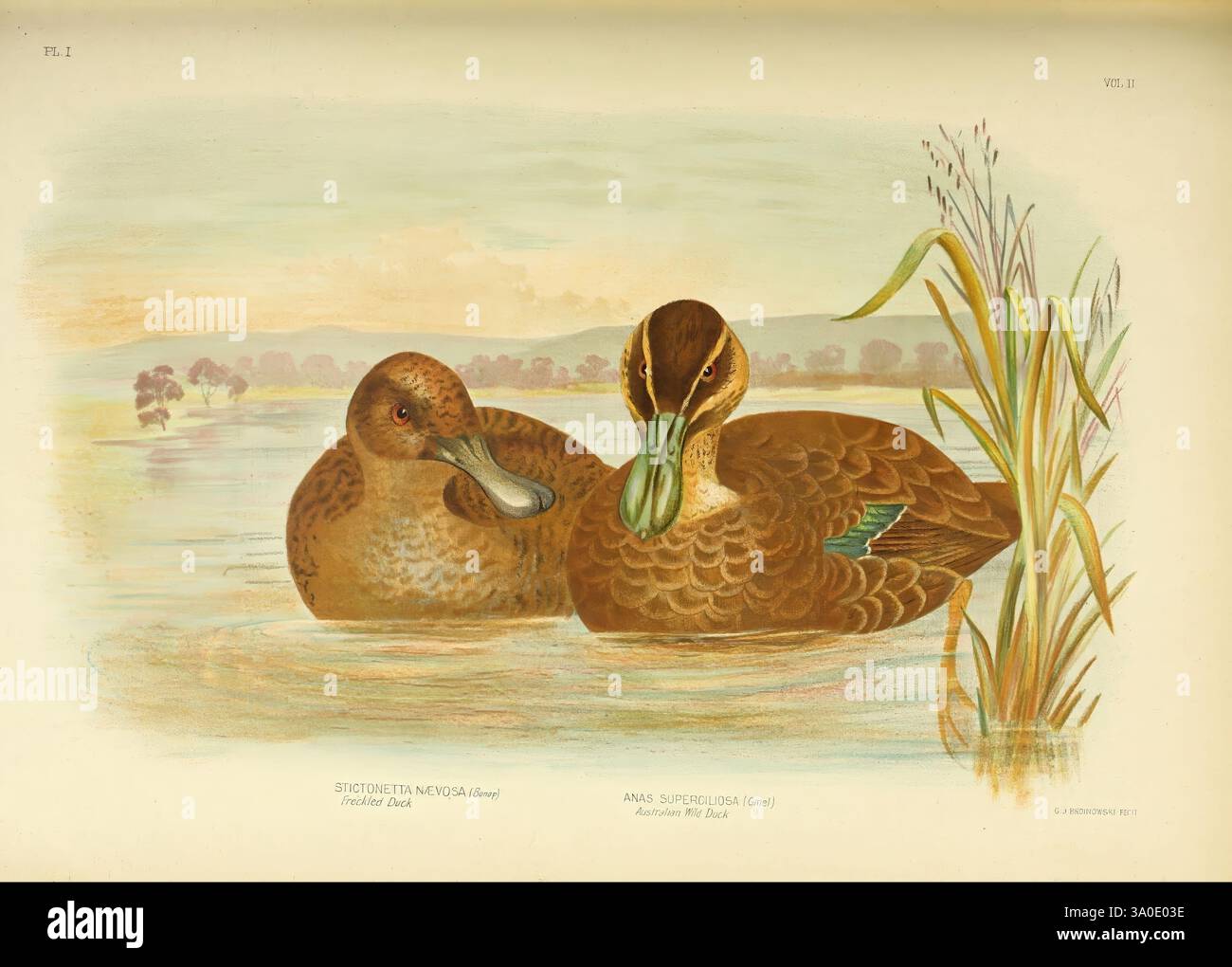Serene depiction of two ducks hi-res stock photography and images - Alamy