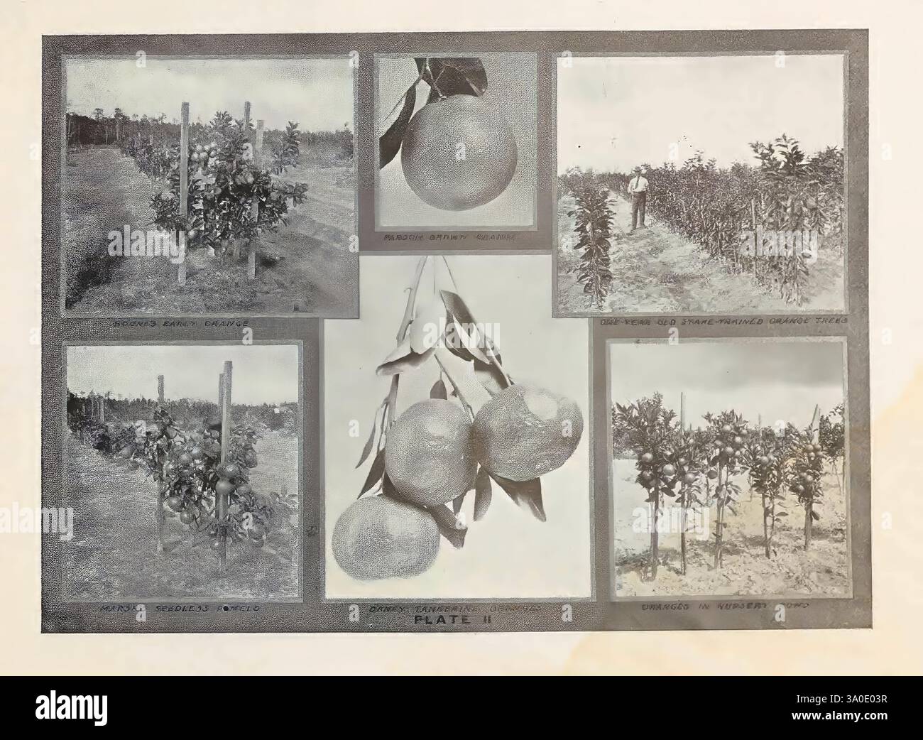 Various scenes of citrus cultivation hi-res stock photography and ...