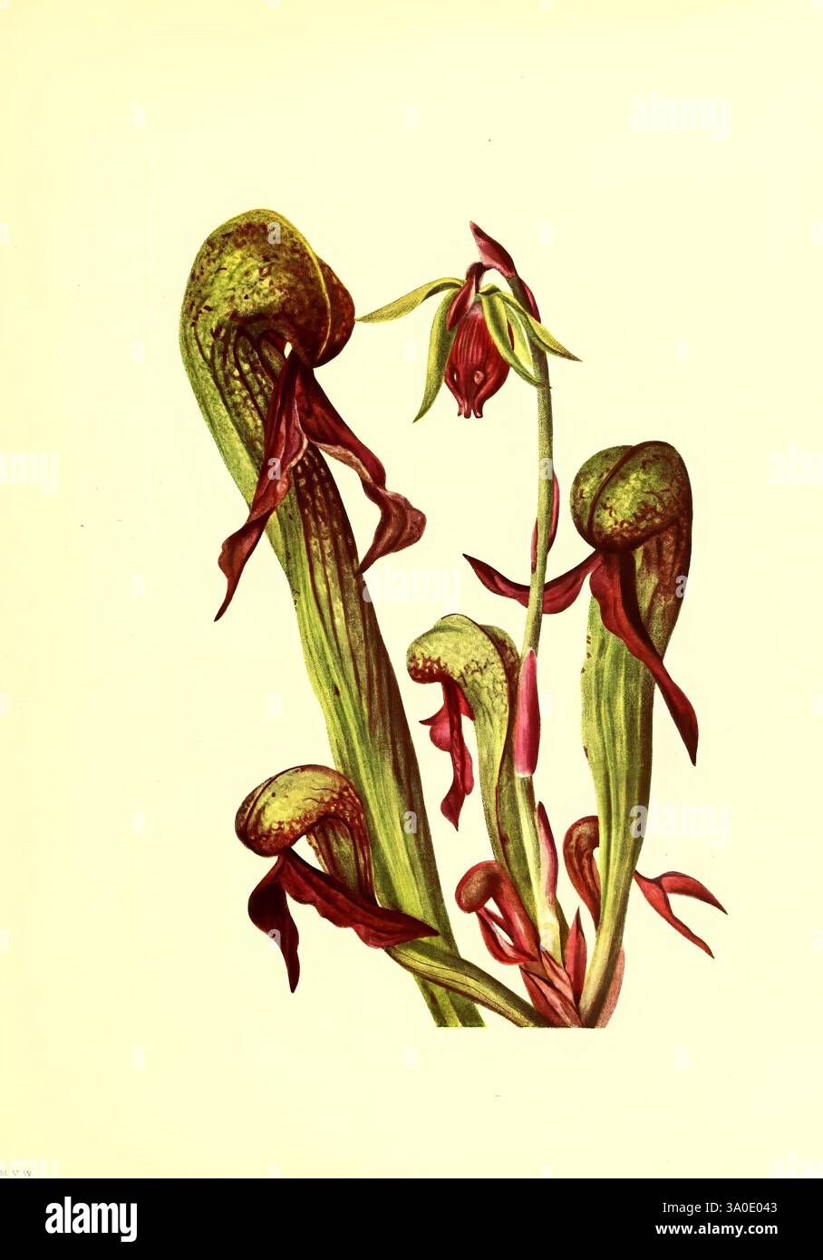 Illustrations of north american pitcher plants hi-res stock photography ...