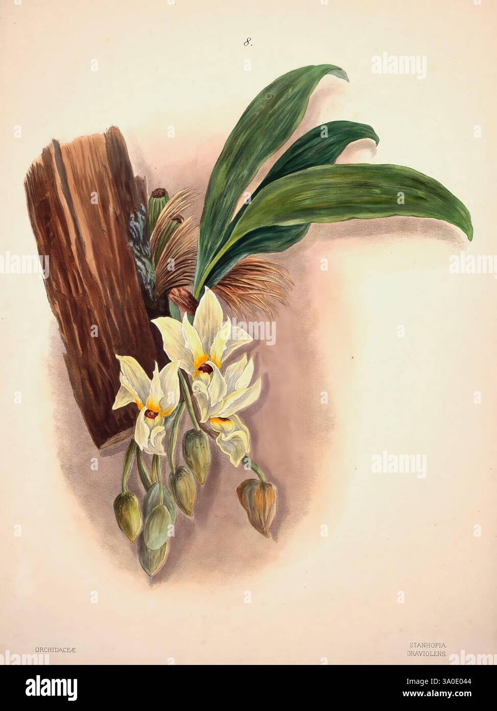 Brazilian flowers drawn from nature in the years 1880-1882, Coombe ...