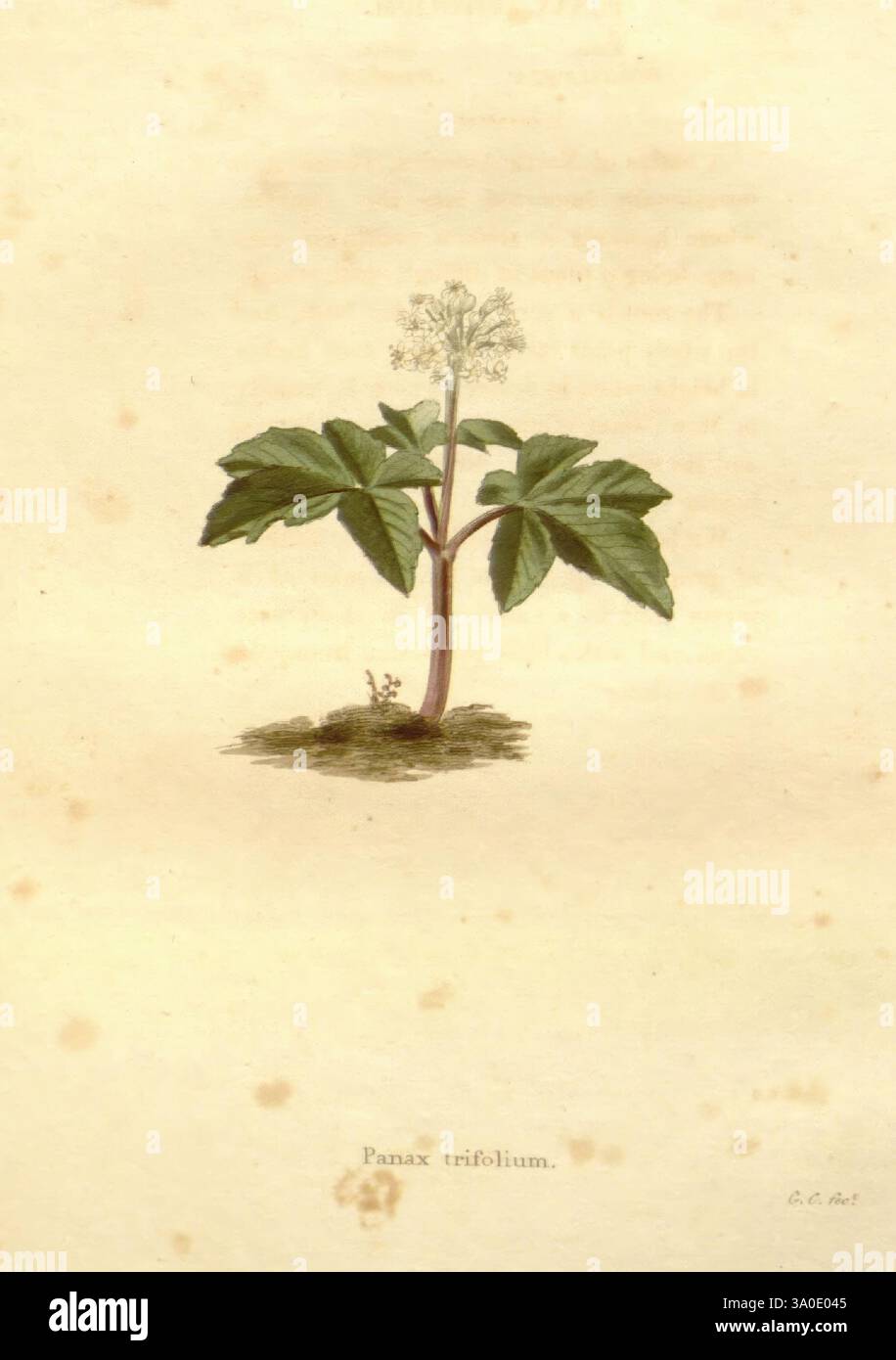 Delicate illustration of panax trifolium hi-res stock photography and ...