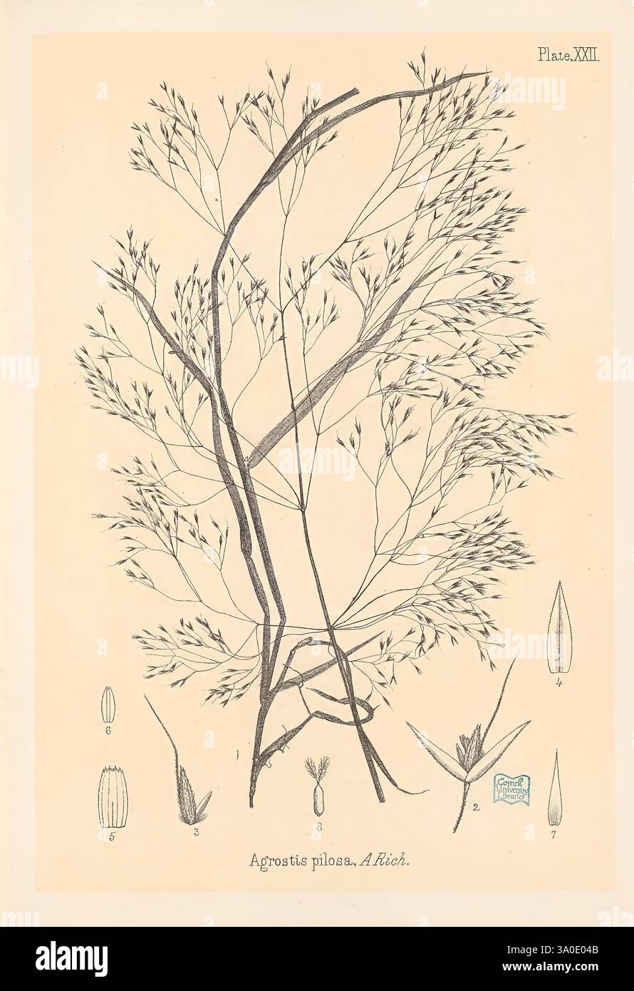 Indigenous grasses of new zealand hi-res stock photography and images ...