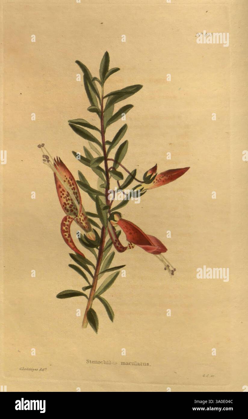 The, botanical, cabinet, London, John, and, Arthur, Arch, 1817-1833, A ...