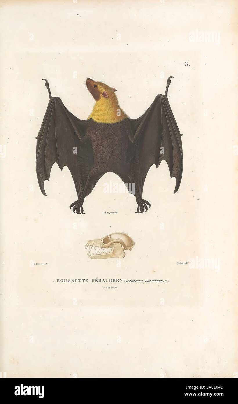 Bats body displays hi-res stock photography and images - Alamy