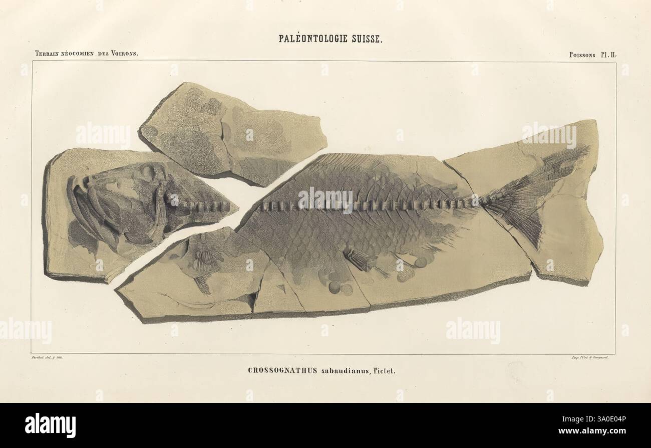 Well preserved fossilized fish specimen hi-res stock photography and ...