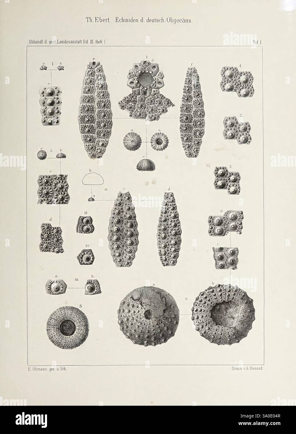 Detailed scientific depictions of echinoderms hi-res stock photography ...