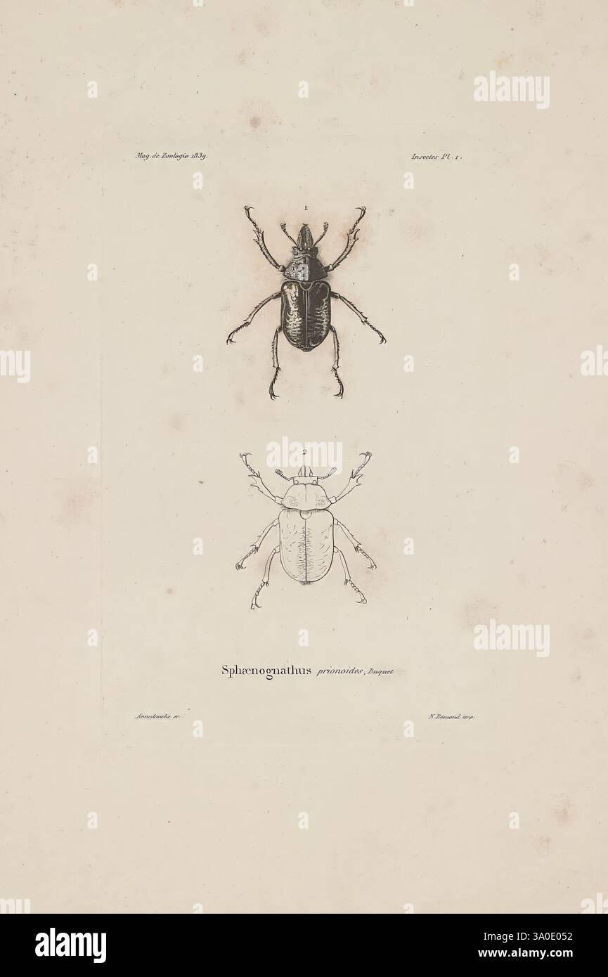 Illustrations of insects created for the Magasin de zoologie 1838-1842 ...