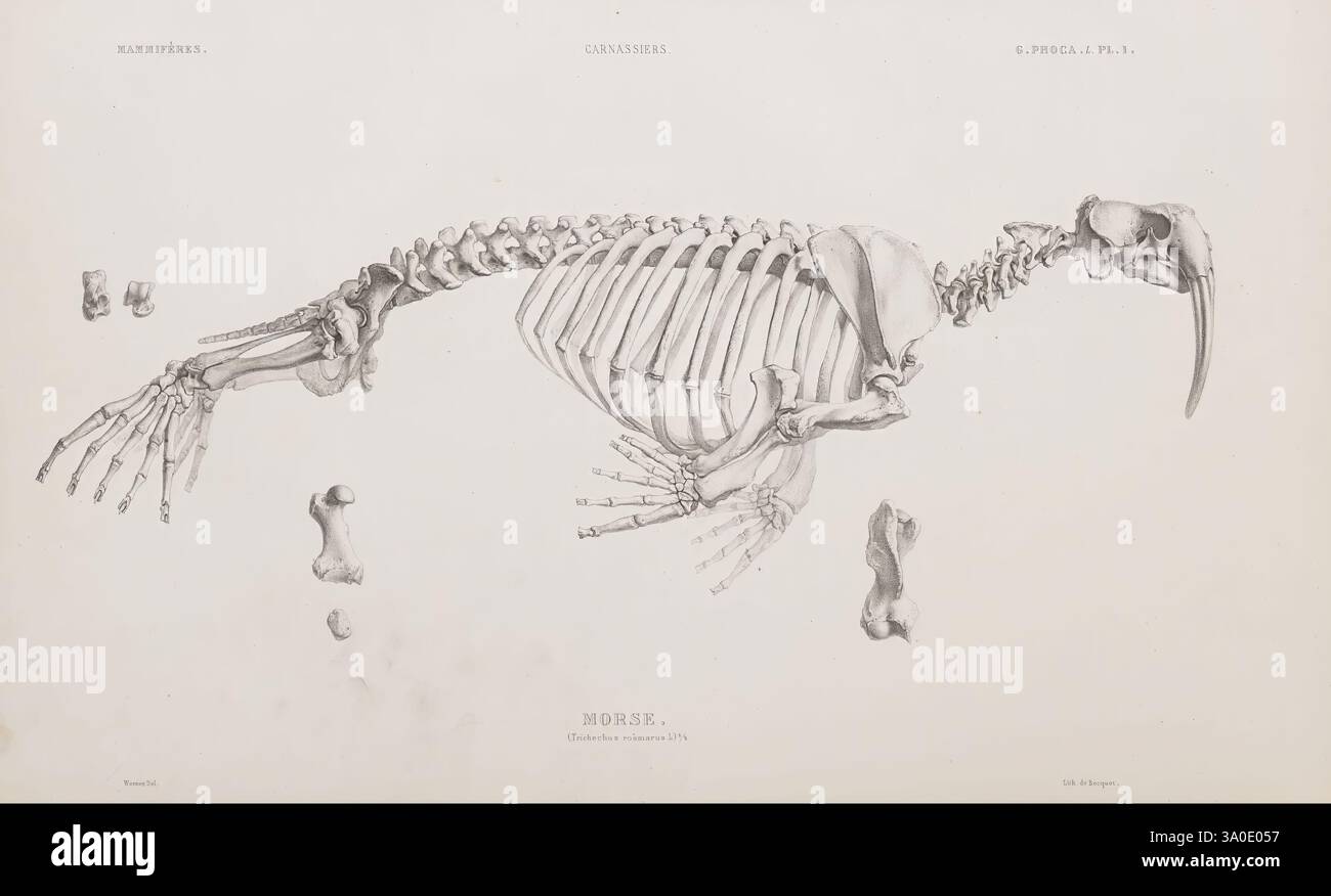 Skeletal frameworks support function hi-res stock photography and ...