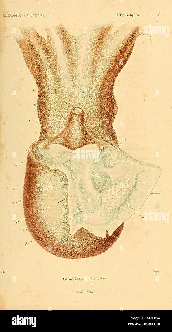 Les mollusques, Paris, 1836-1845, classification, mollusks, pictorial ...