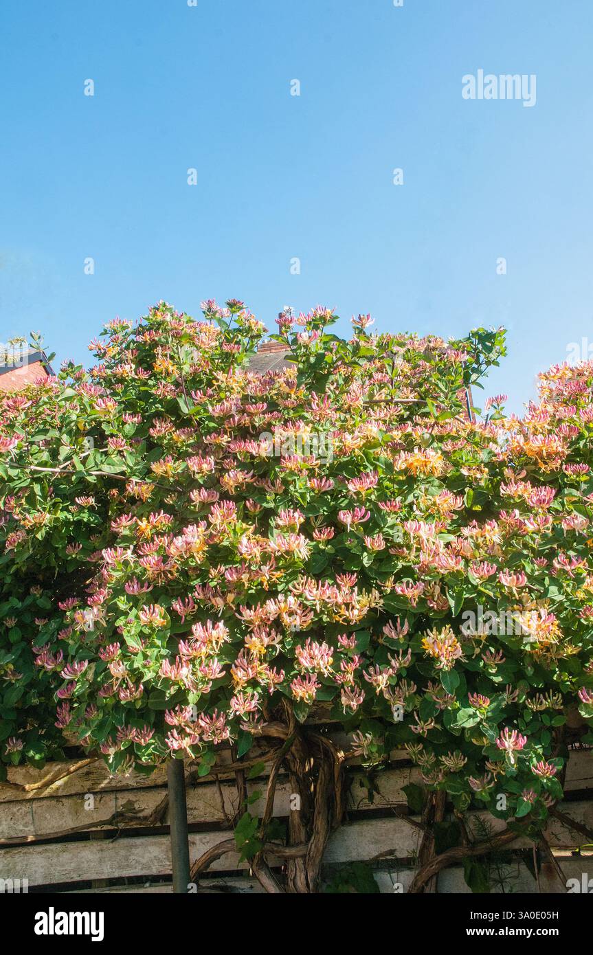 Wild Honeysuckle Lonicera periclymenum Woodbine with buds and flowers A ...