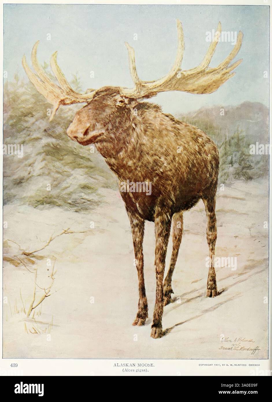 Mooses attentive gaze hi-res stock photography and images - Alamy