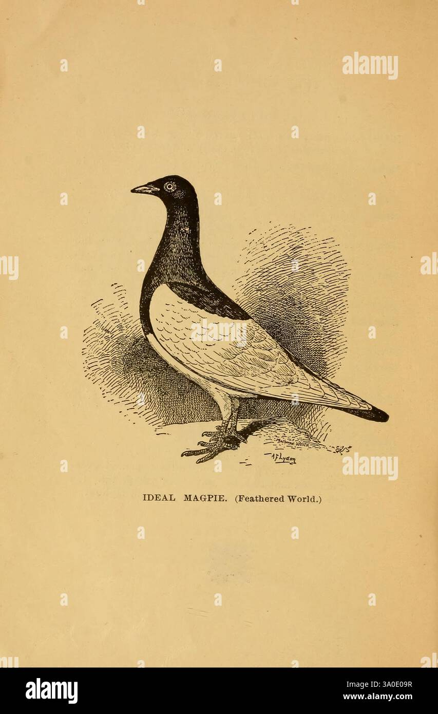 The pigeon standard Boston C.E. Twombly 1900 Pigeons Columba livia ...