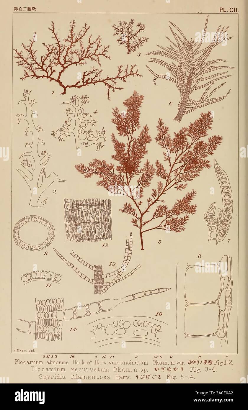 Kazamashobo 1907 1942 japan algae botany pictorial works woods h hi-res ...