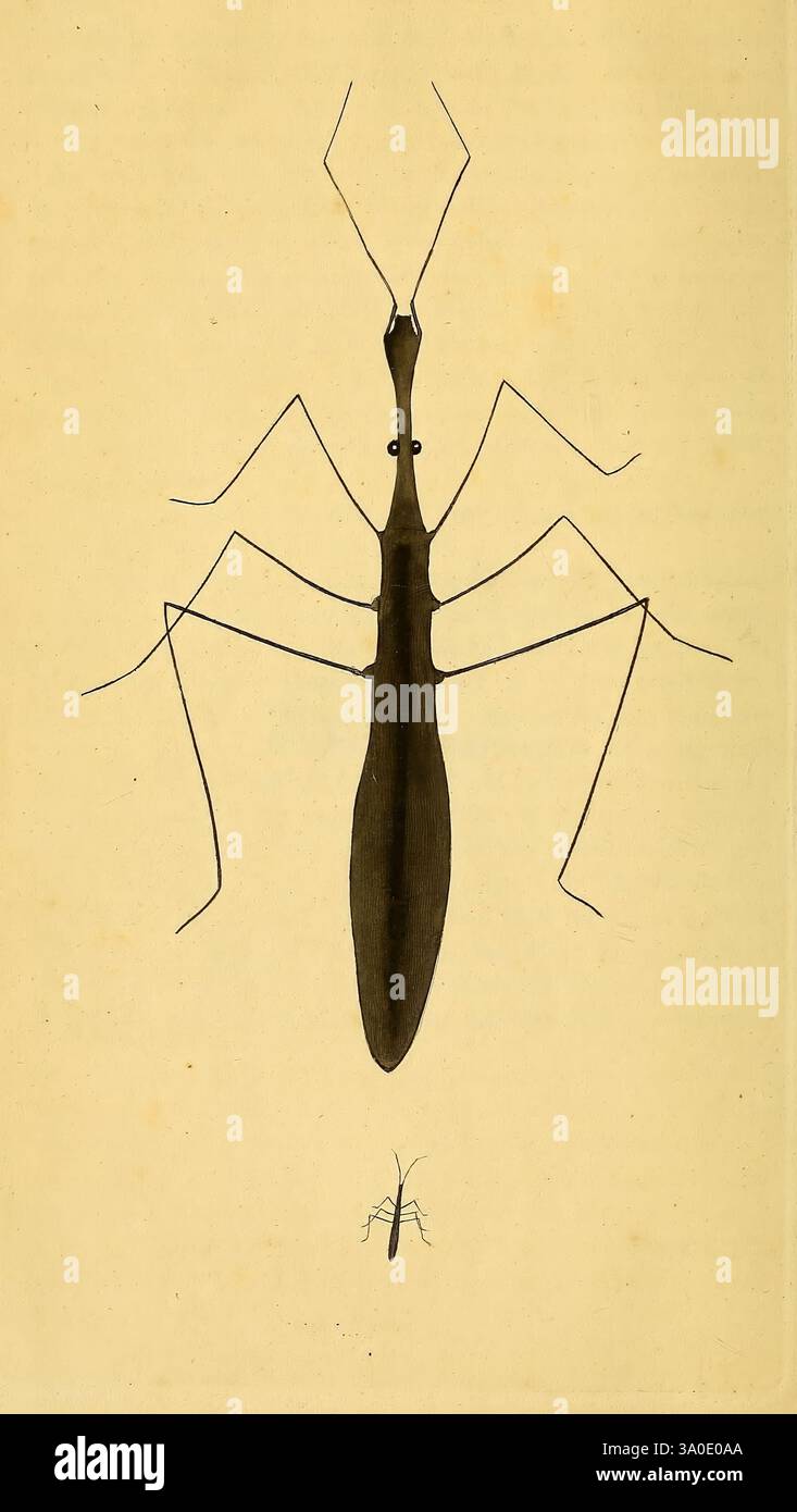 The natural history of British insects, London, Printed for the author ...